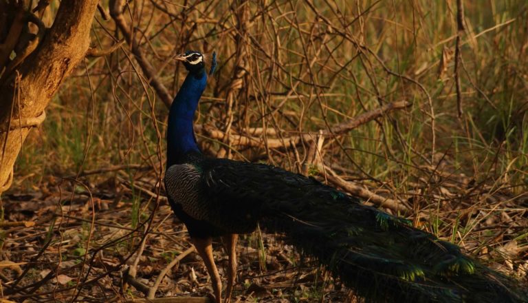 About Dudhwa – Dudhwa National Park