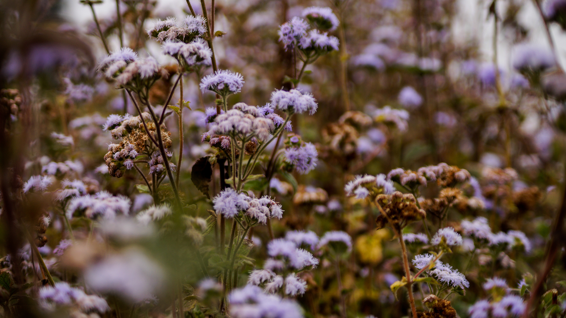 Gallery – Dudhwa National Park